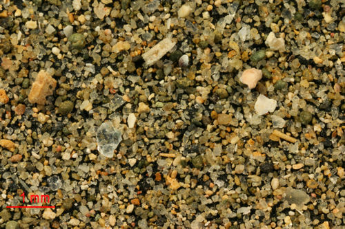 Ward's Scientific Microfossil Collection