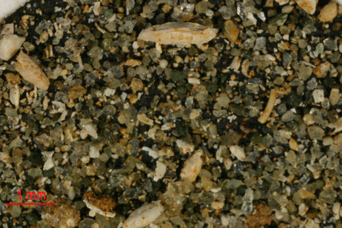 Ward's Scientific Microfossil Collection