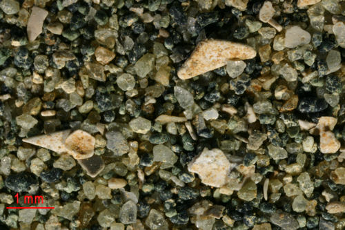 Ward's Scientific Microfossil Collection